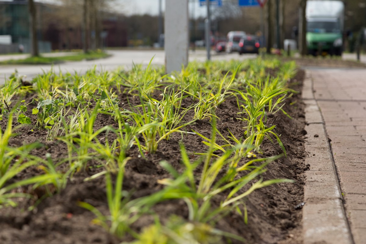 GreentoColour – Vasteplanten in het openbaar groen