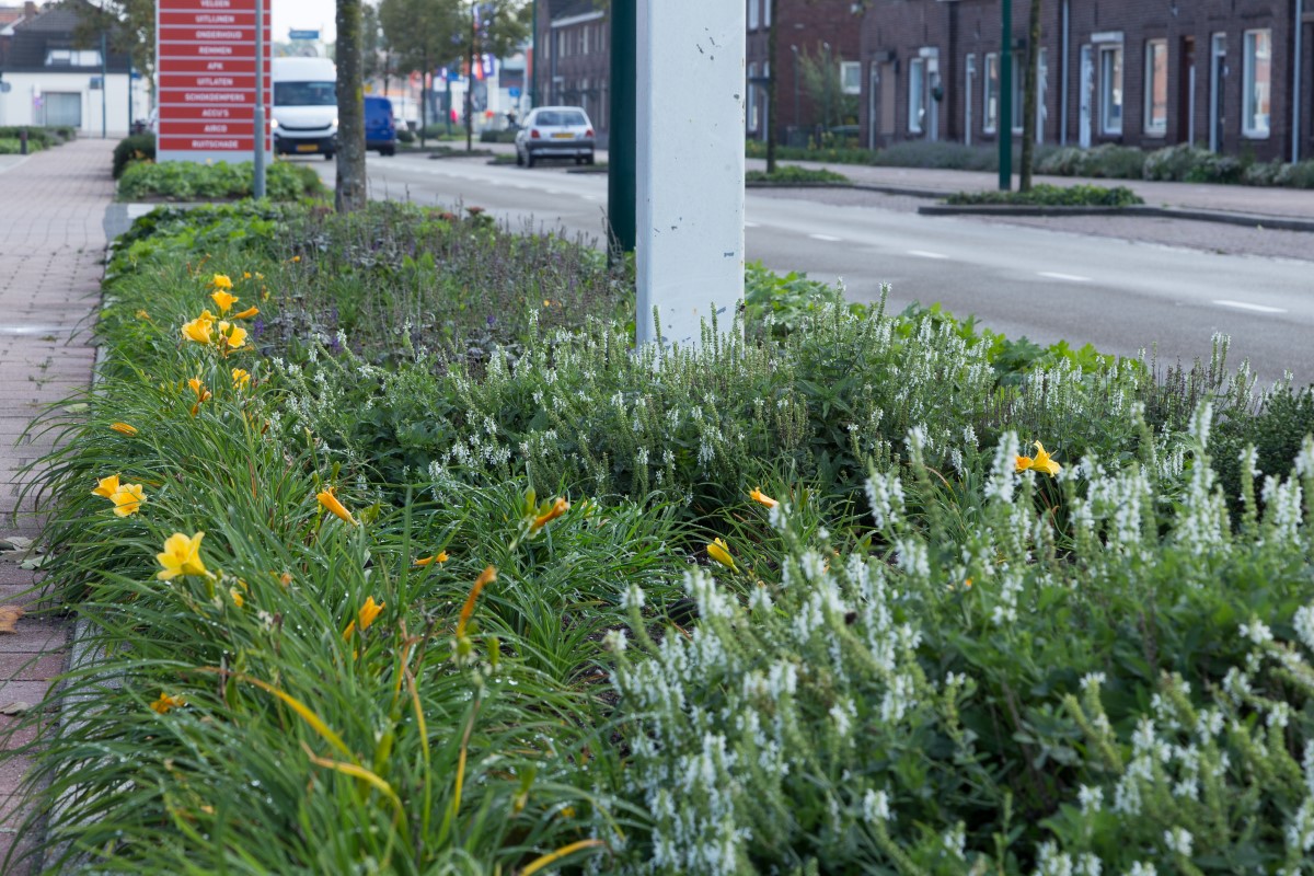 GreentoColour – Vasteplanten in het openbaar groen