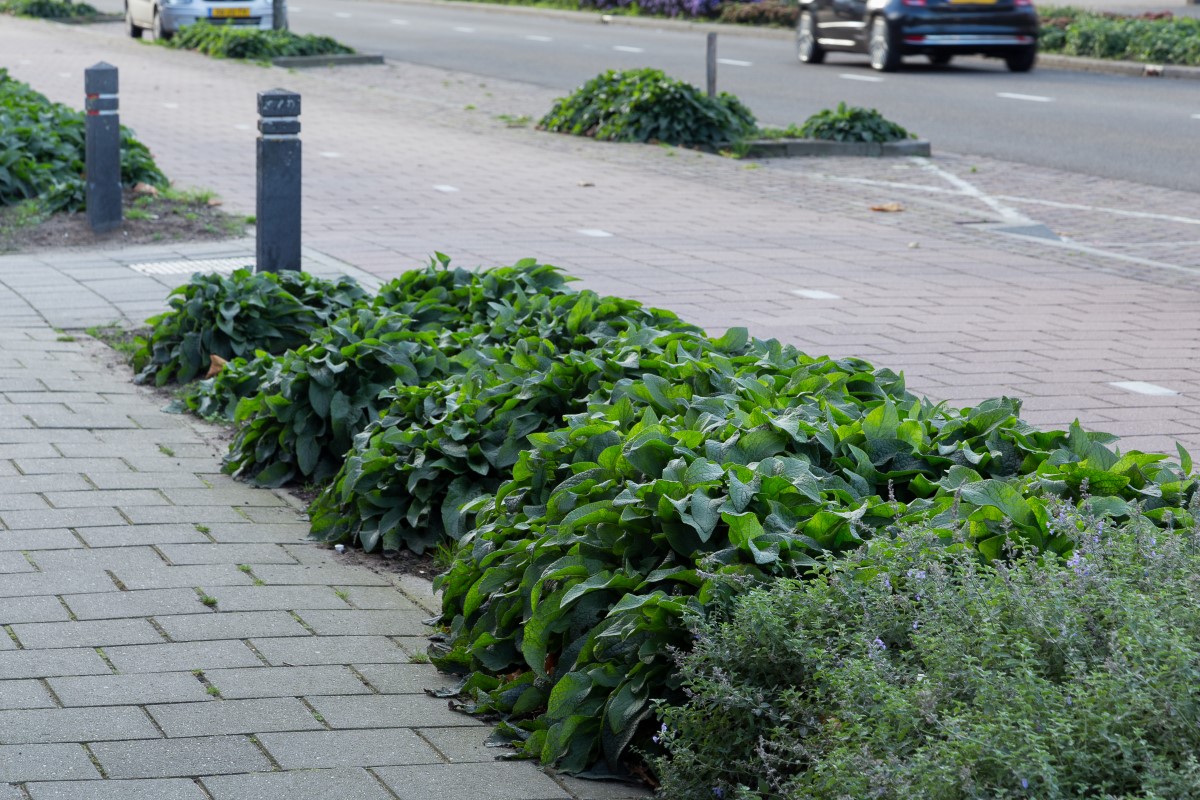 GreentoColour – Vasteplanten in het openbaar groen